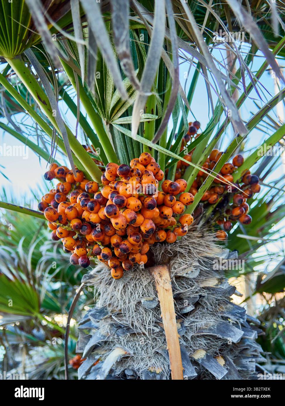 Chamaerops humilis, variously called European fan palm or Mediterranean dwarf palm with orange ...