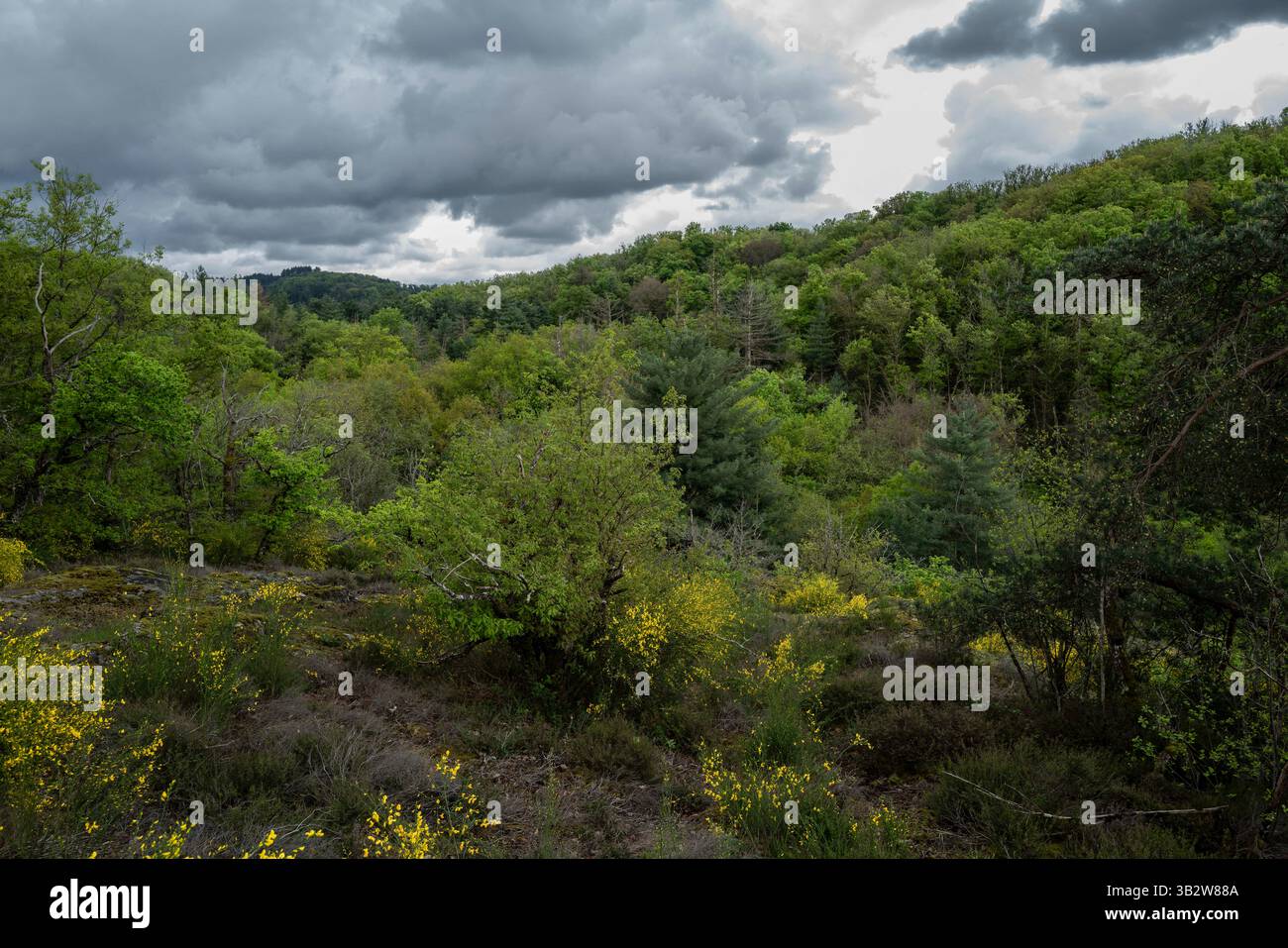 This photo shows the landscape of a french forest in the Morvan ...