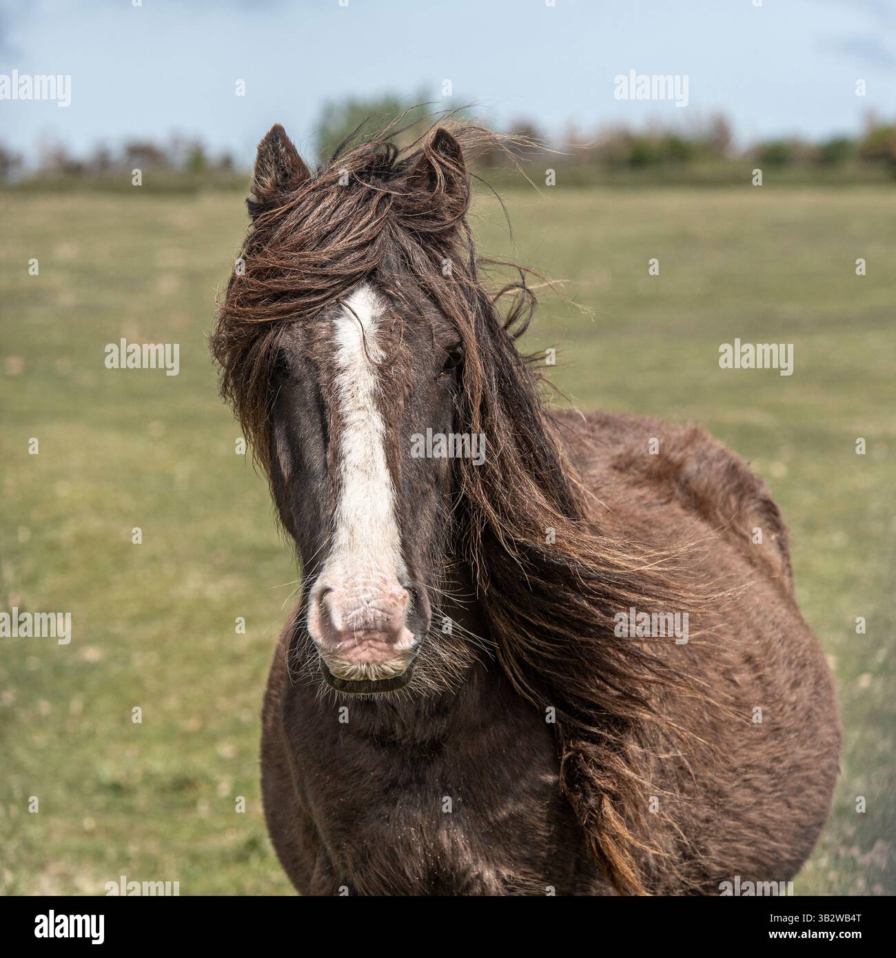 Adult brown wild horse hi-res stock photography and images - Alamy