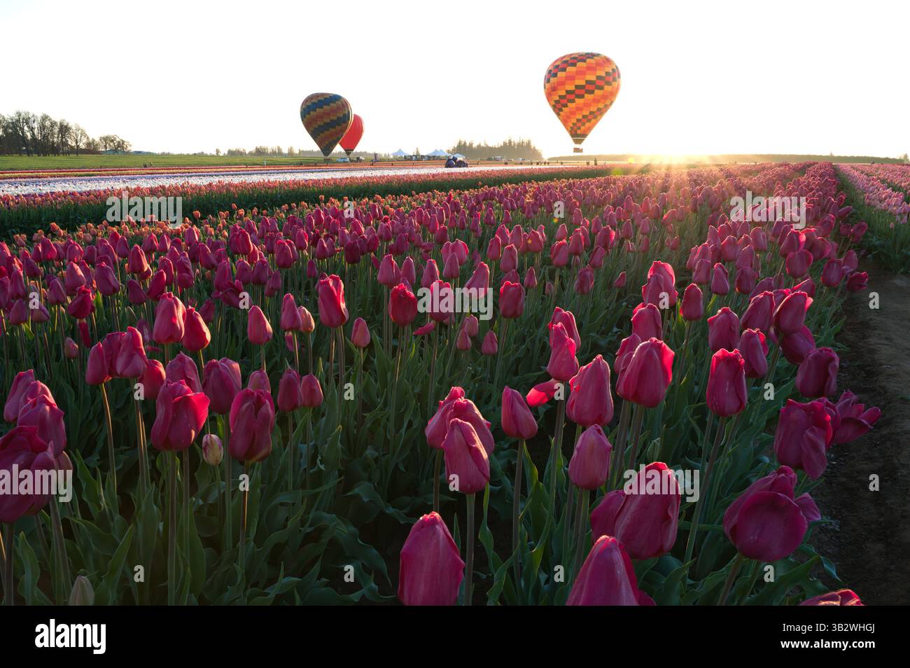 The annual Tulip Fest as Thousands of visitors attend the fest each ...