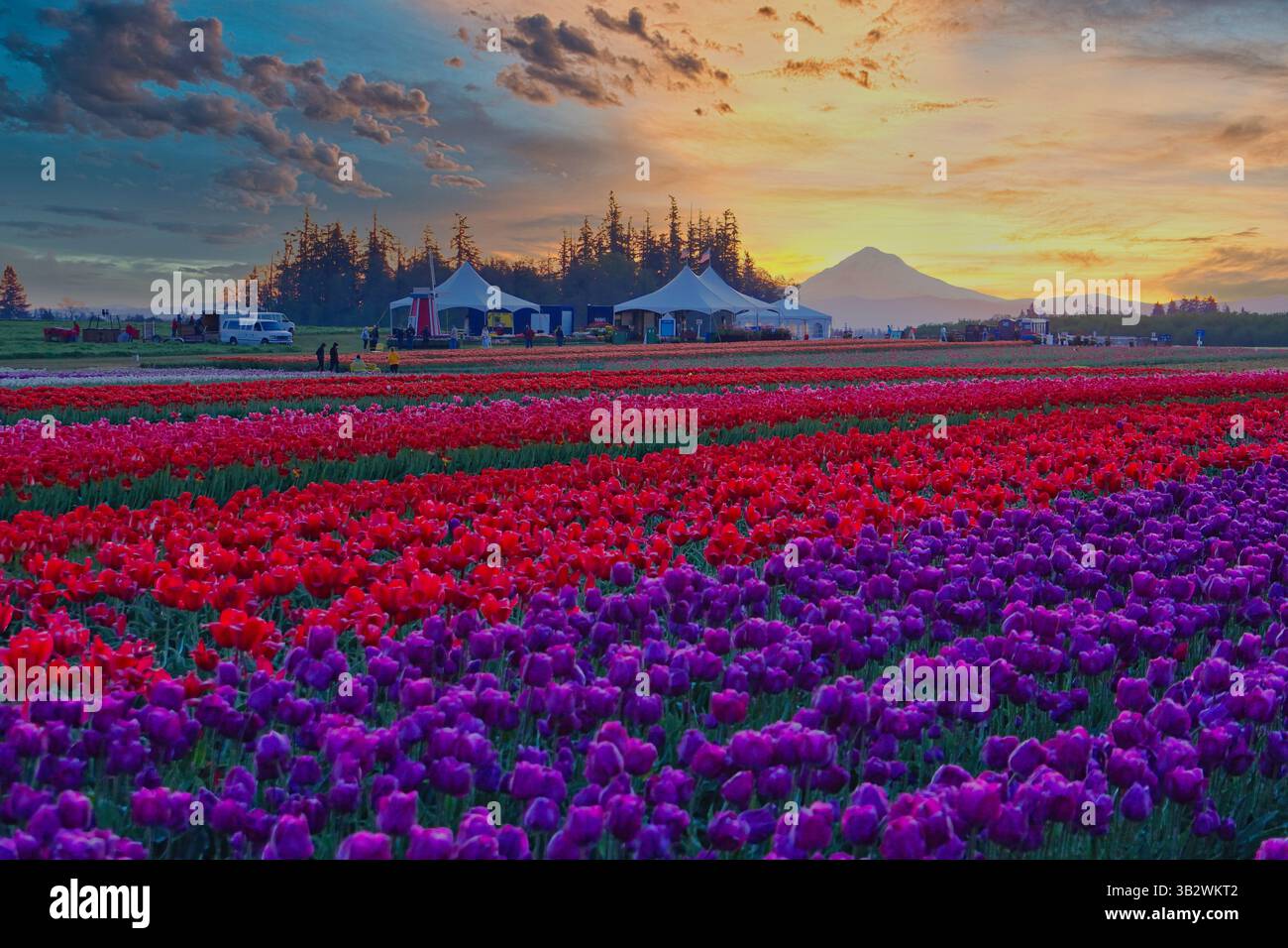 The annual Tulip Fest as Thousands of visitors attend the fest each ...