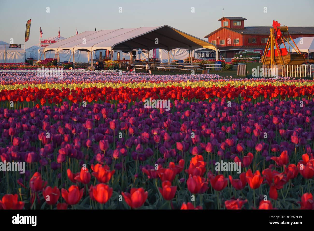 The annual Tulip Fest as Thousands of visitors attend the fest each ...