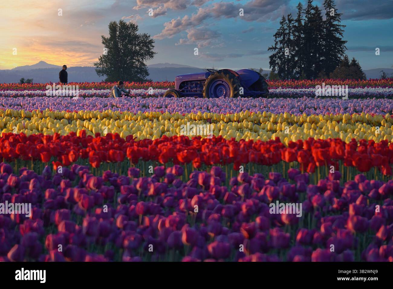 The annual Tulip Fest as Thousands of visitors attend the fest each ...