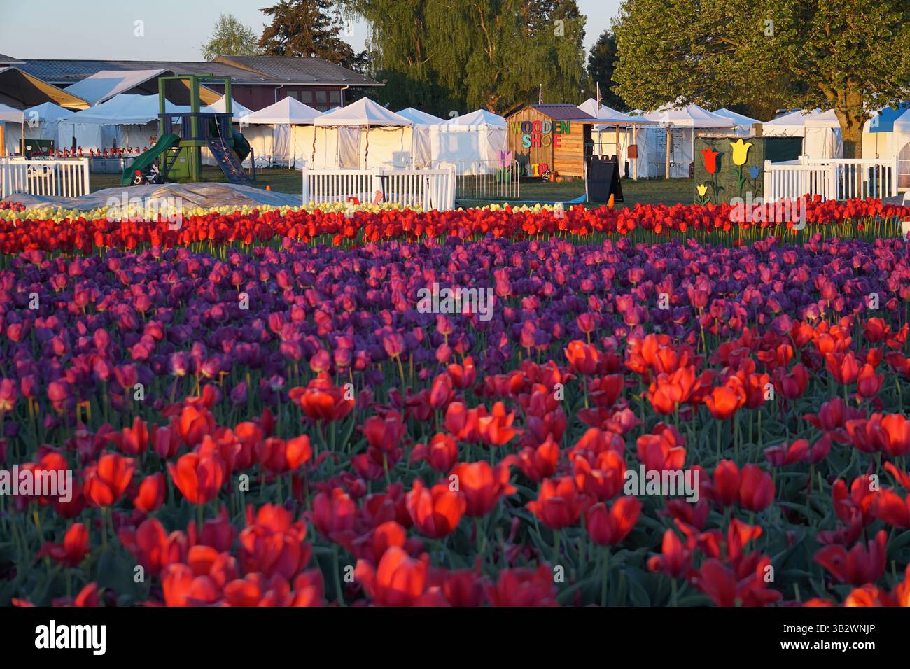The annual Tulip Fest as Thousands of visitors attend the fest each ...
