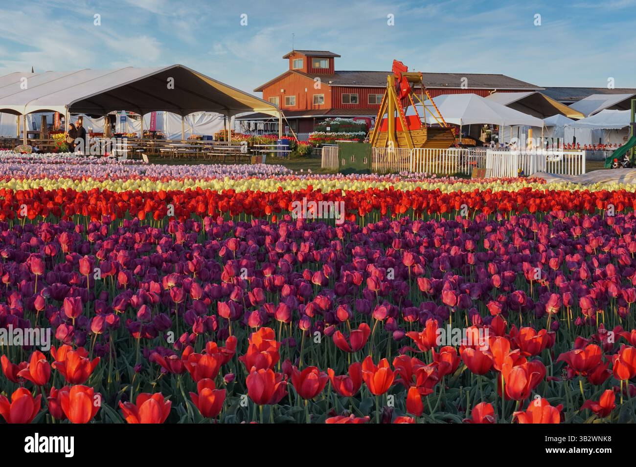 The annual Tulip Fest as Thousands of visitors attend the fest each ...