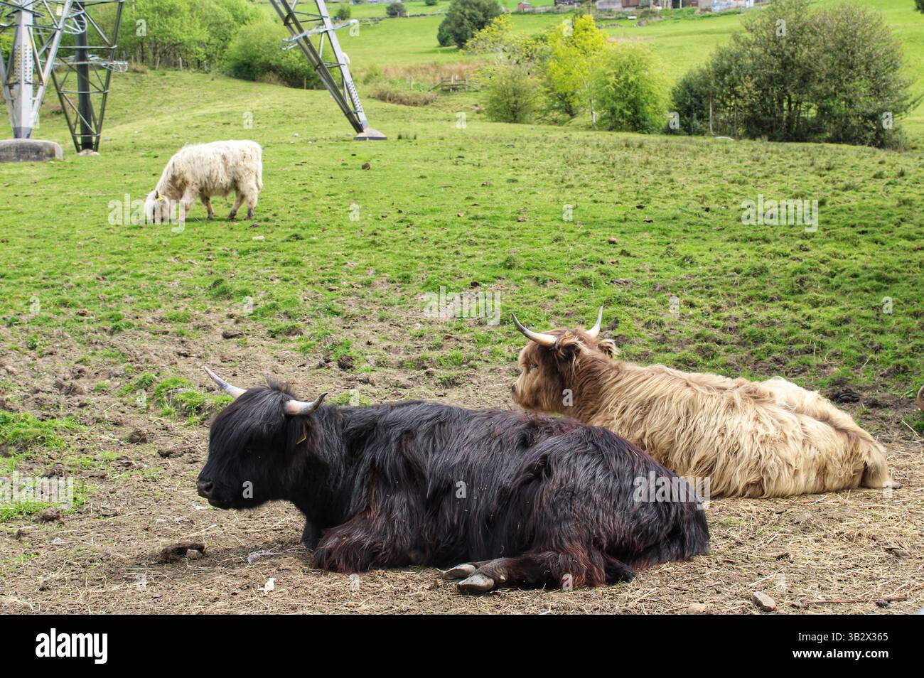 Highland cattle Stalybridge Stock Photo - Alamy