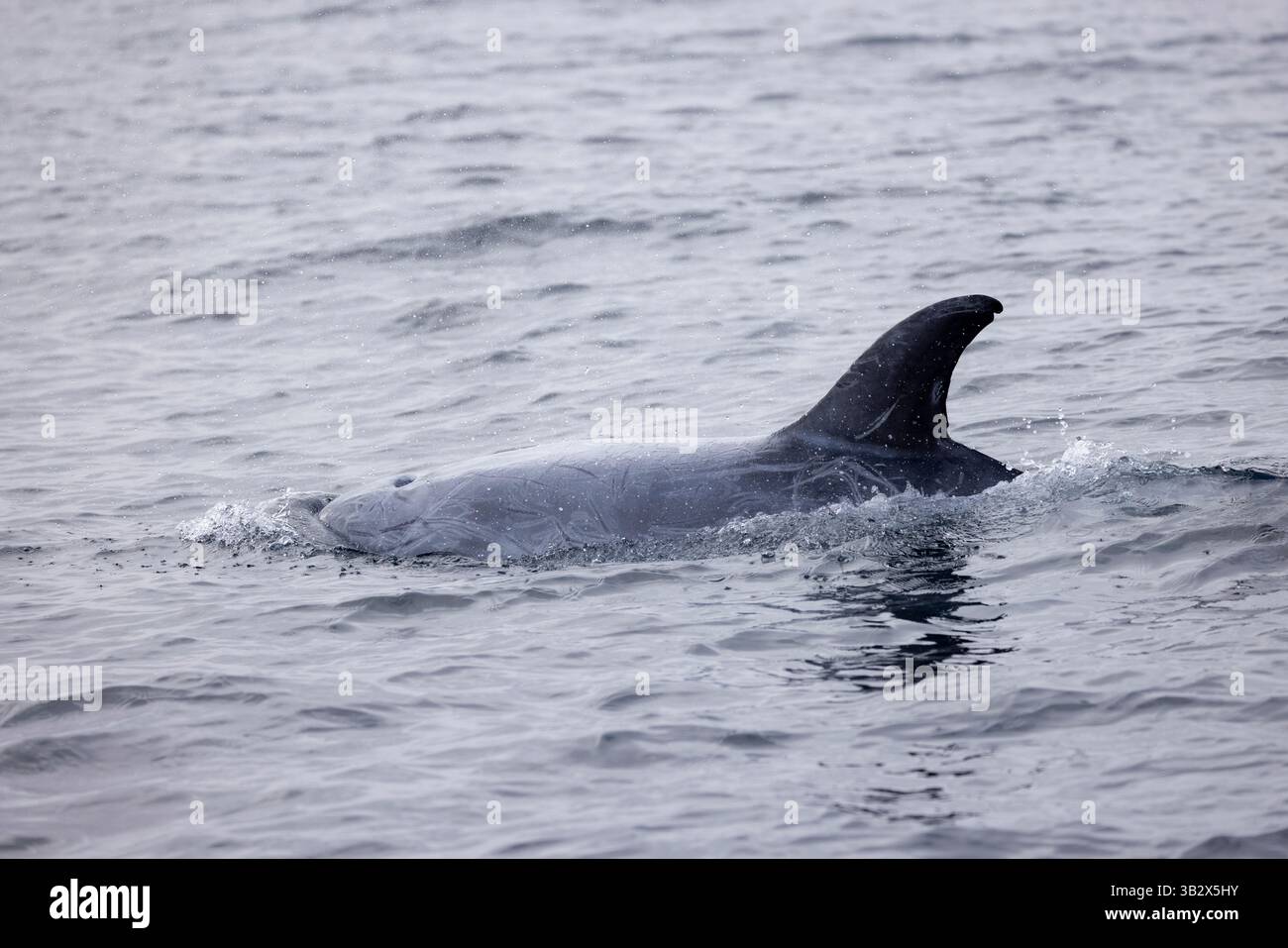 Risso's dolphin cornwall hi-res stock photography and images - Alamy