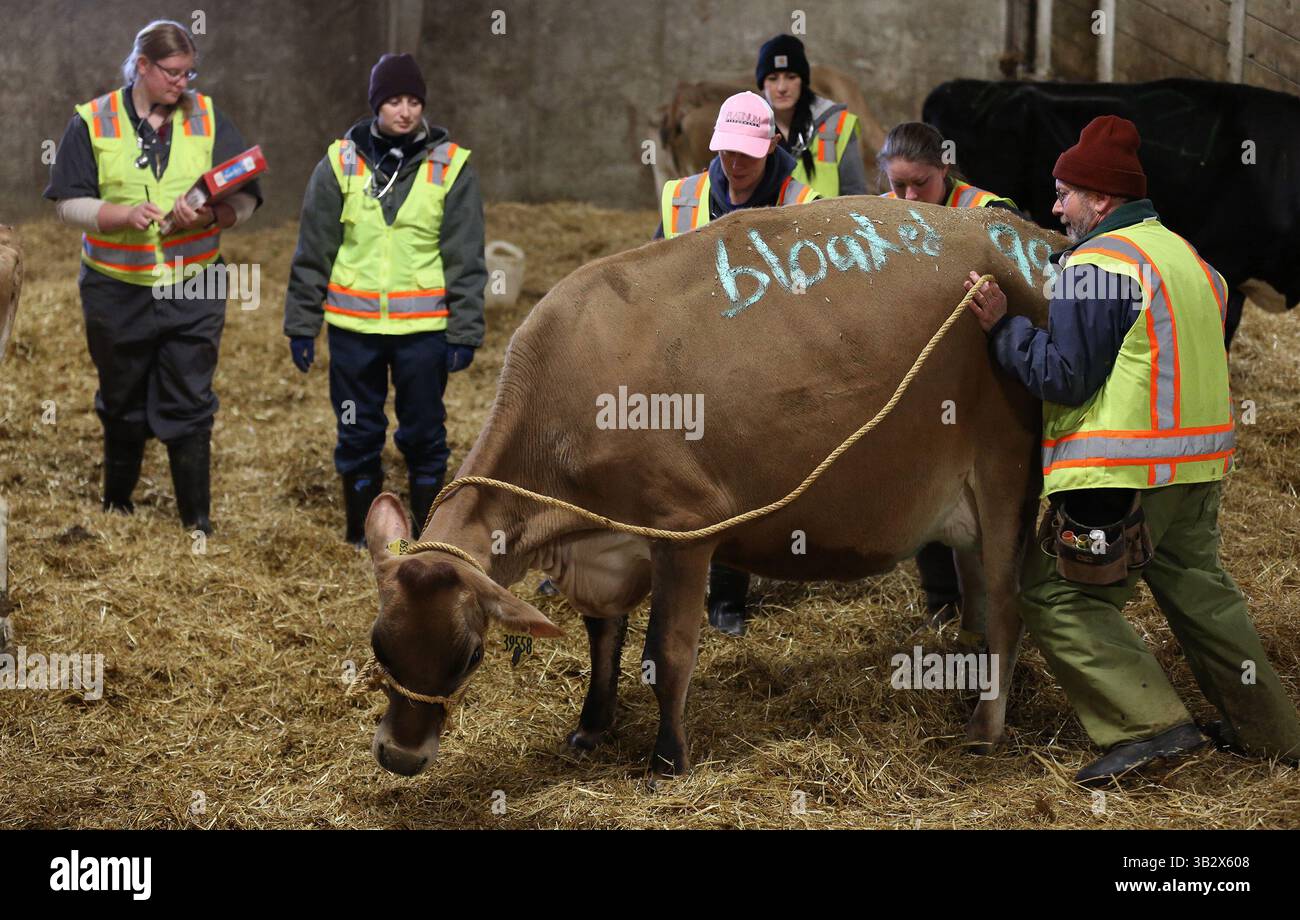 Sick cow usa hi-res stock photography and images - Alamy