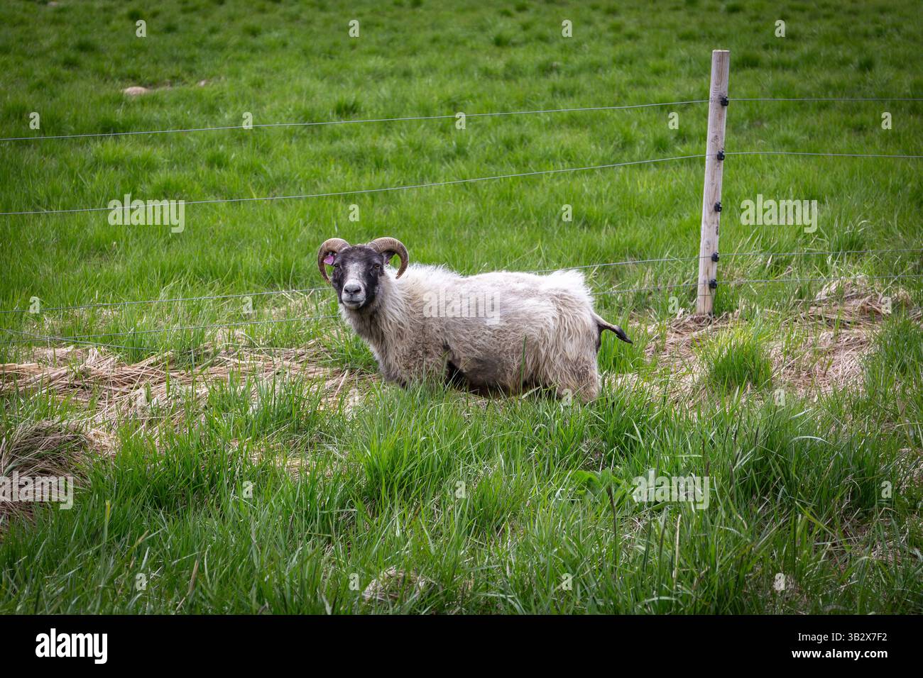 White adult icelandic sheep hi-res stock photography and images - Alamy