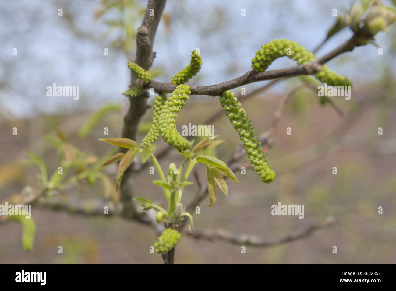 A branch of blooming walnut tree. Male inflorescence looks like worms ...
