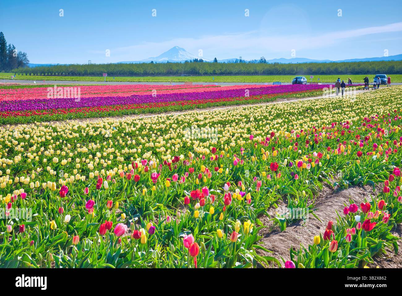 The annual Tulip Fest as Thousands of visitors attend the fest each ...