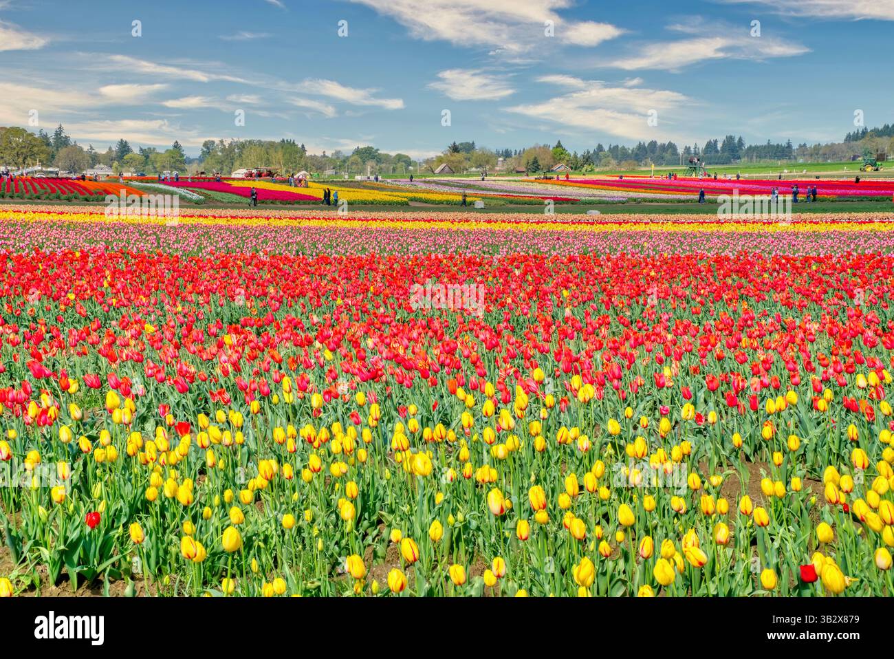 The annual Tulip Fest as Thousands of visitors attend the fest each ...