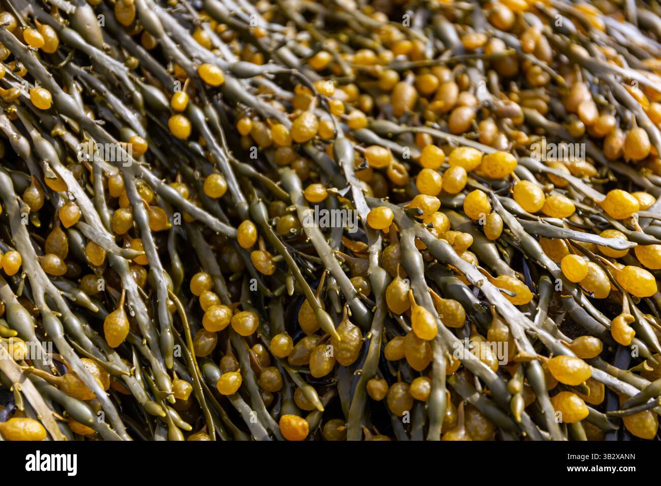 Bladder wrack (Fucus vesiculosus) algae and kelp, washed up on the Ytri ...