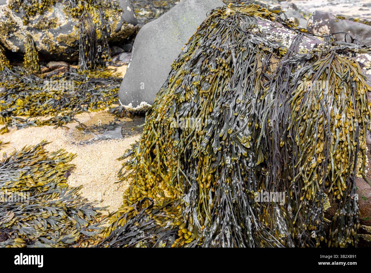 Bladder wrack (Fucus vesiculosus) algae and kelp, washed up on the Ytri ...
