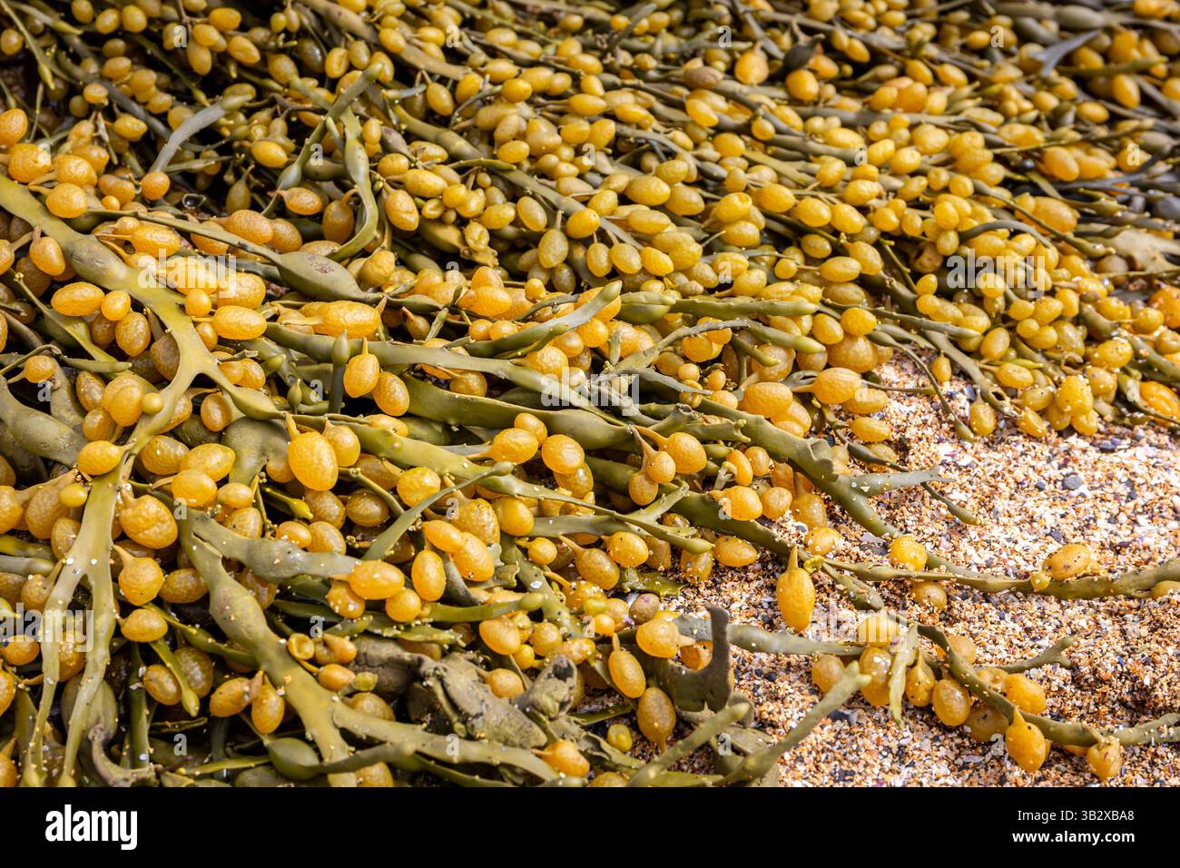 Bladder wrack (Fucus vesiculosus) algae and kelp, close-up view of ...