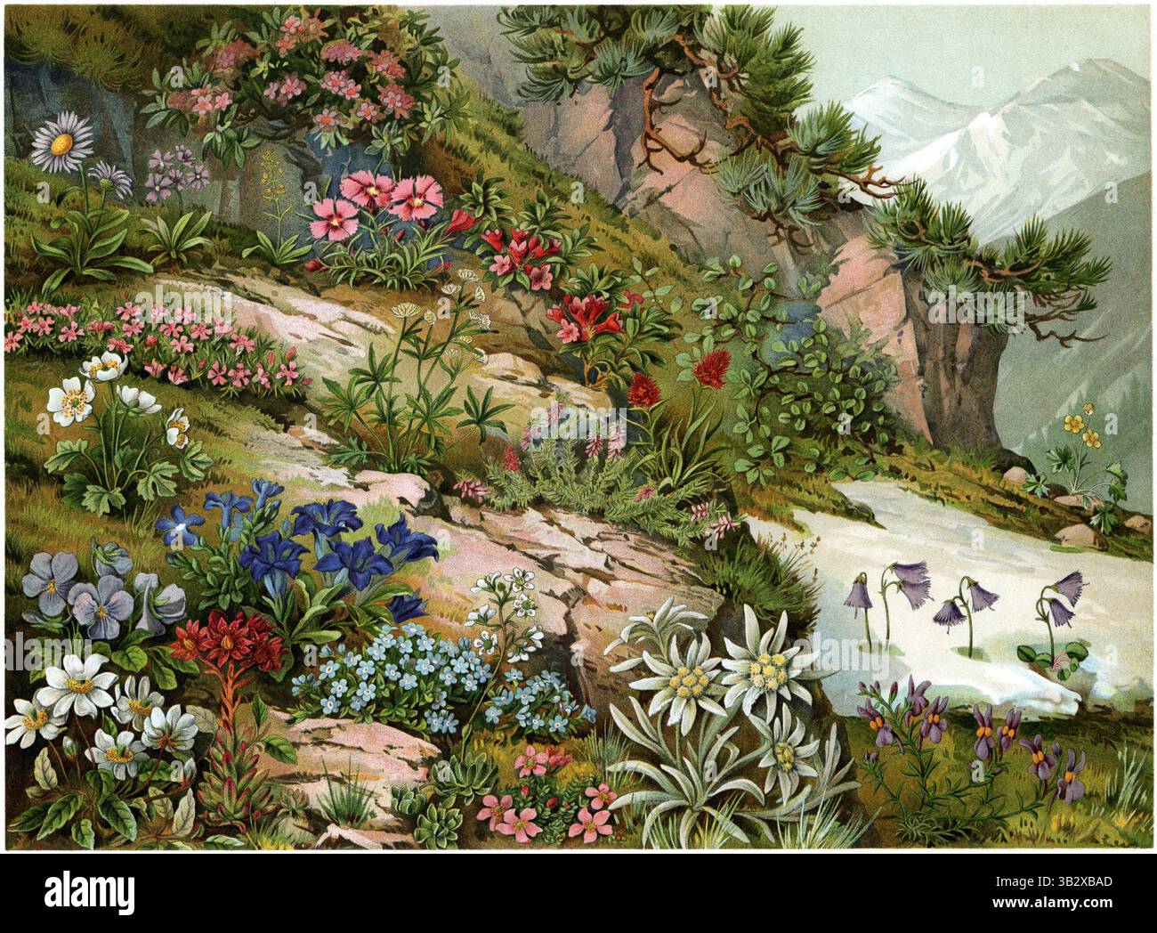 Trees grass wild plants Cut Out Stock Images & Pictures - Alamy