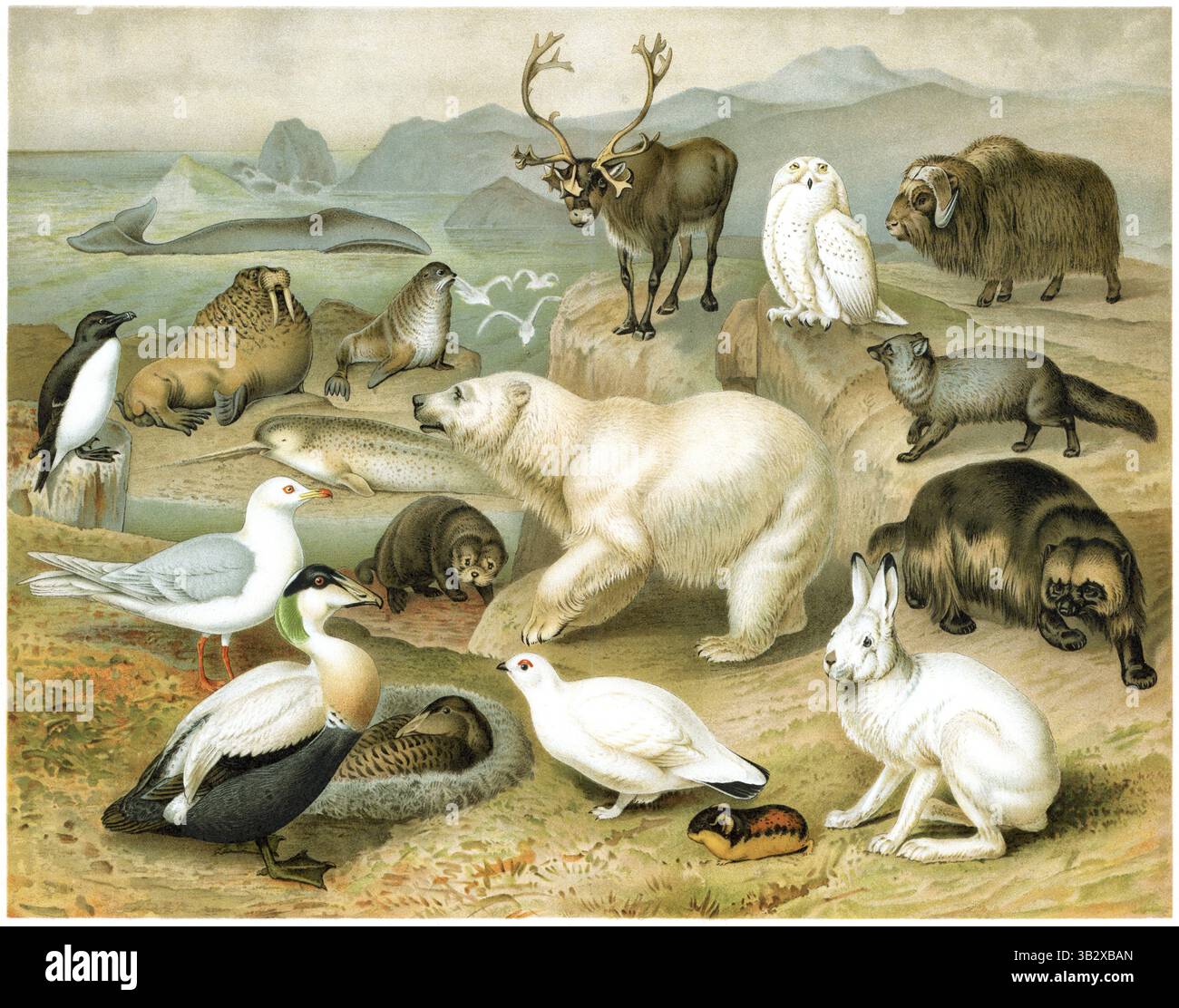 Color illustration of Arctic fauna with polar bear, wolverine, blue fox ...