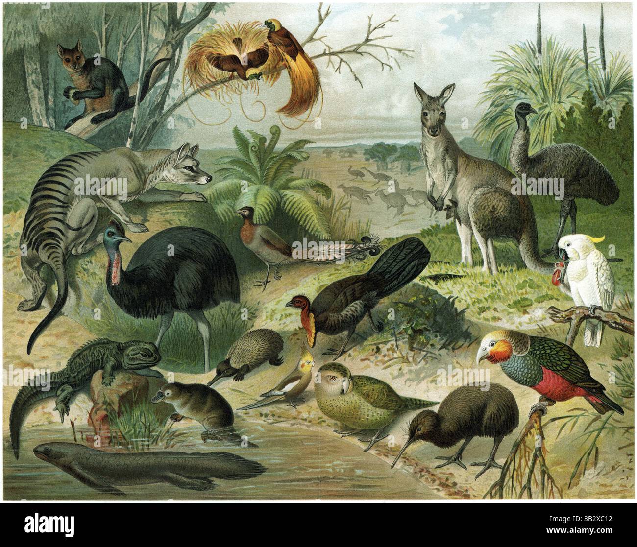 Color illustration of Australian fauna including kangaroos, emus, birds ...