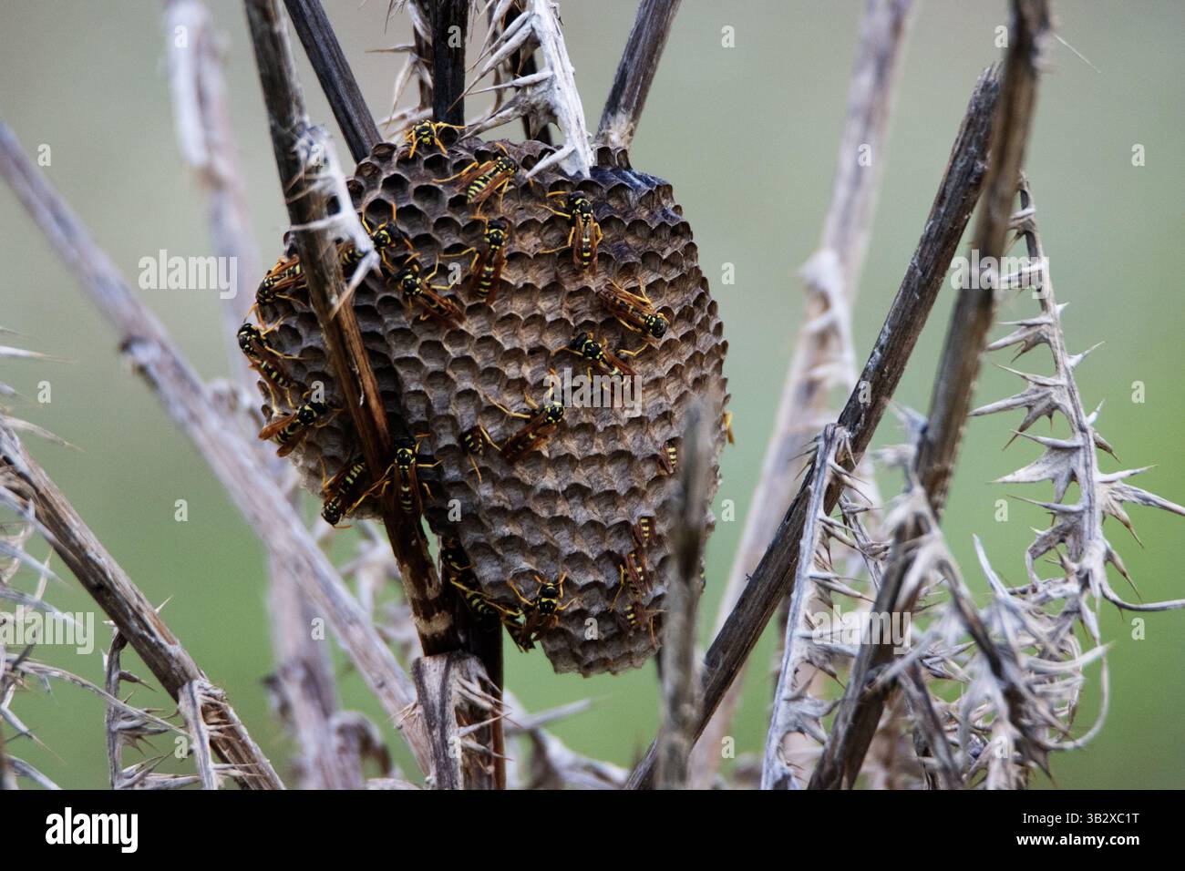 live wasp nest on a dead thistle stem with wasps Stock Photo - Alamy