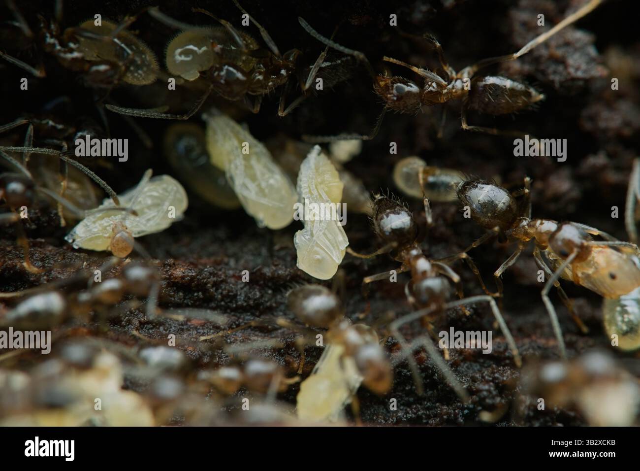 Caribbean crazy ants colony and larva on the rotten wood Stock Photo ...