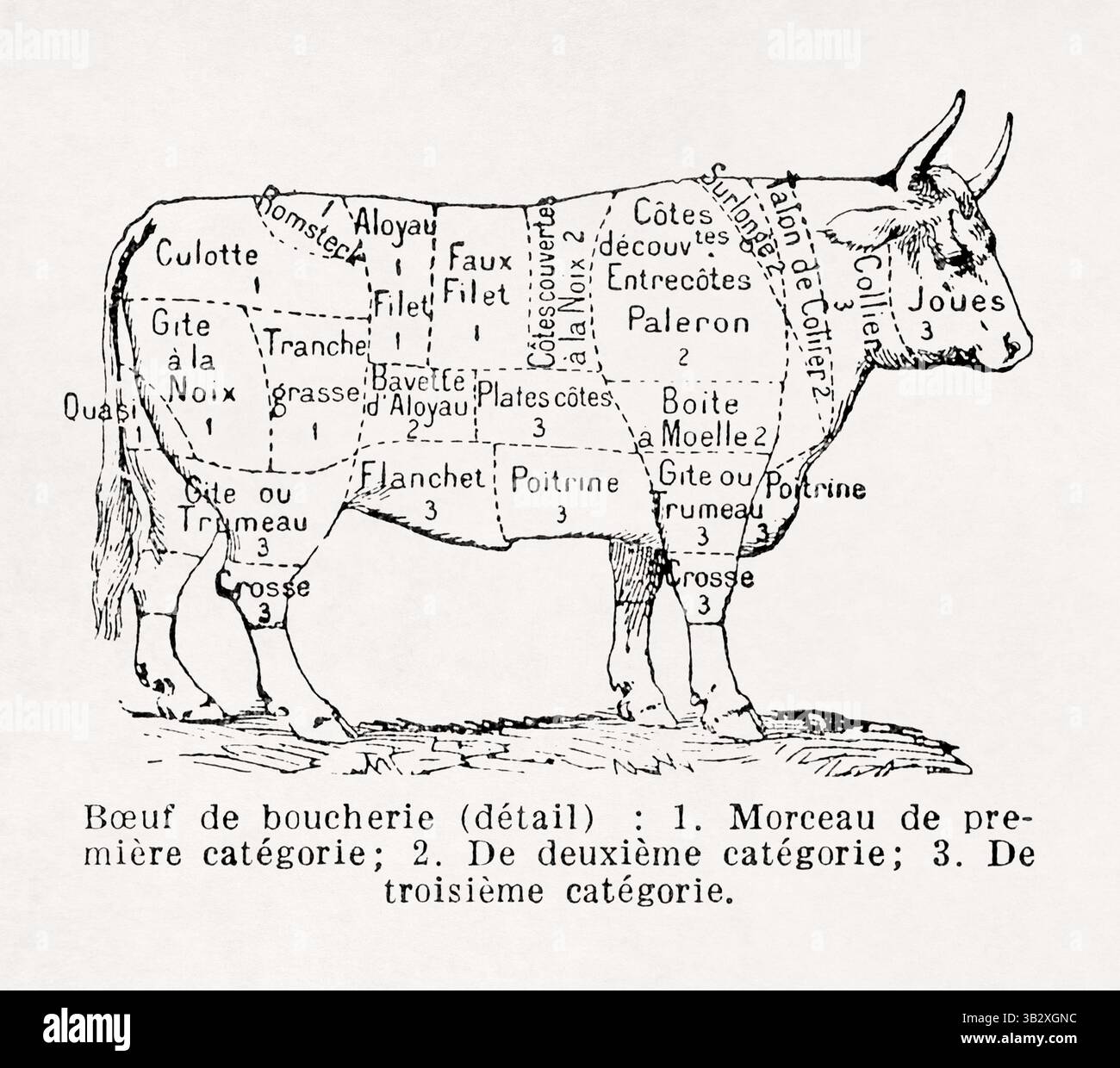 Illustration is a French butcher's chart of beef cut sections, showing ...