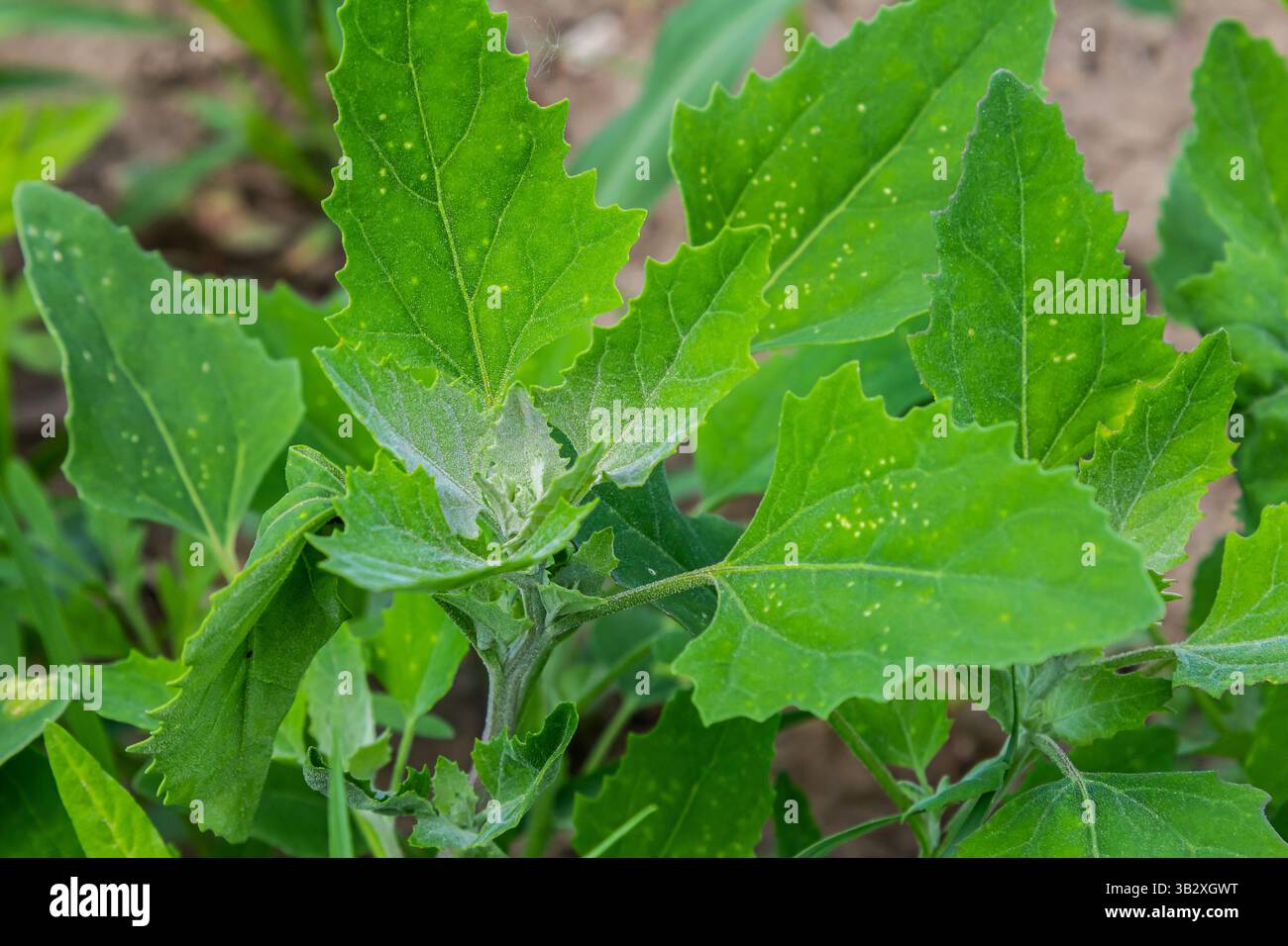 Chenopodium album, edible plant, common names include lamb's quarters ...