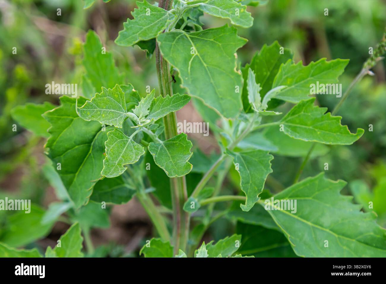 Chenopodium album, edible plant, common names include lamb's quarters ...