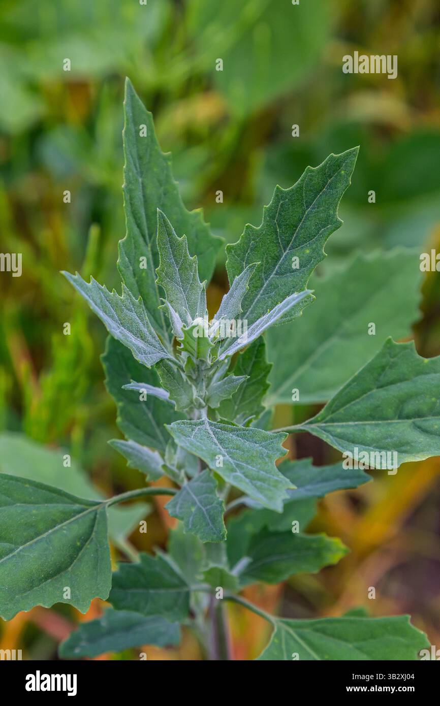 Chenopodium album, edible plant, common names include lamb's quarters ...
