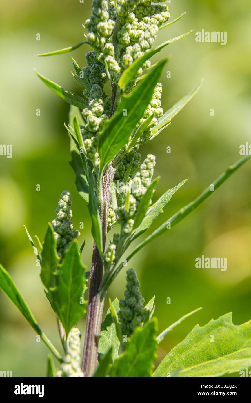 Chenopodium album, edible plant, common names include lamb's quarters ...