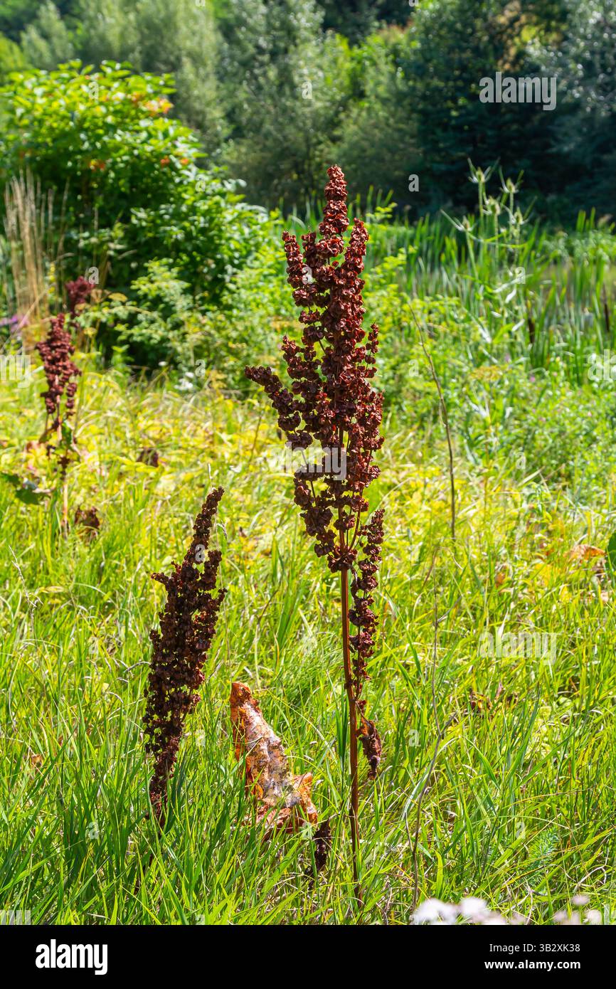 Detailed close-up of the flower of the Rumex longifolius plant. Selective focus. Rumex ...