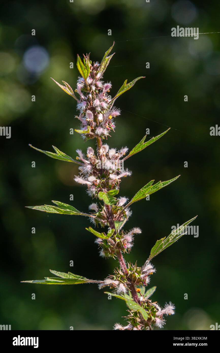 Leonurus cardiaca, known as motherwort. Other common names include ...
