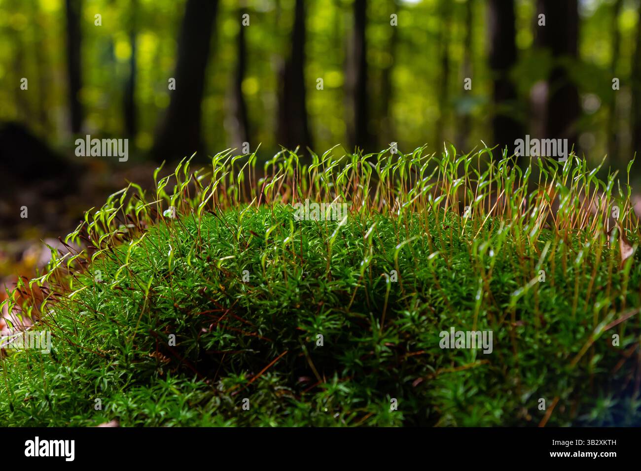 Moss Atrichum undulatum close up shot local focus Stock Photo - Alamy