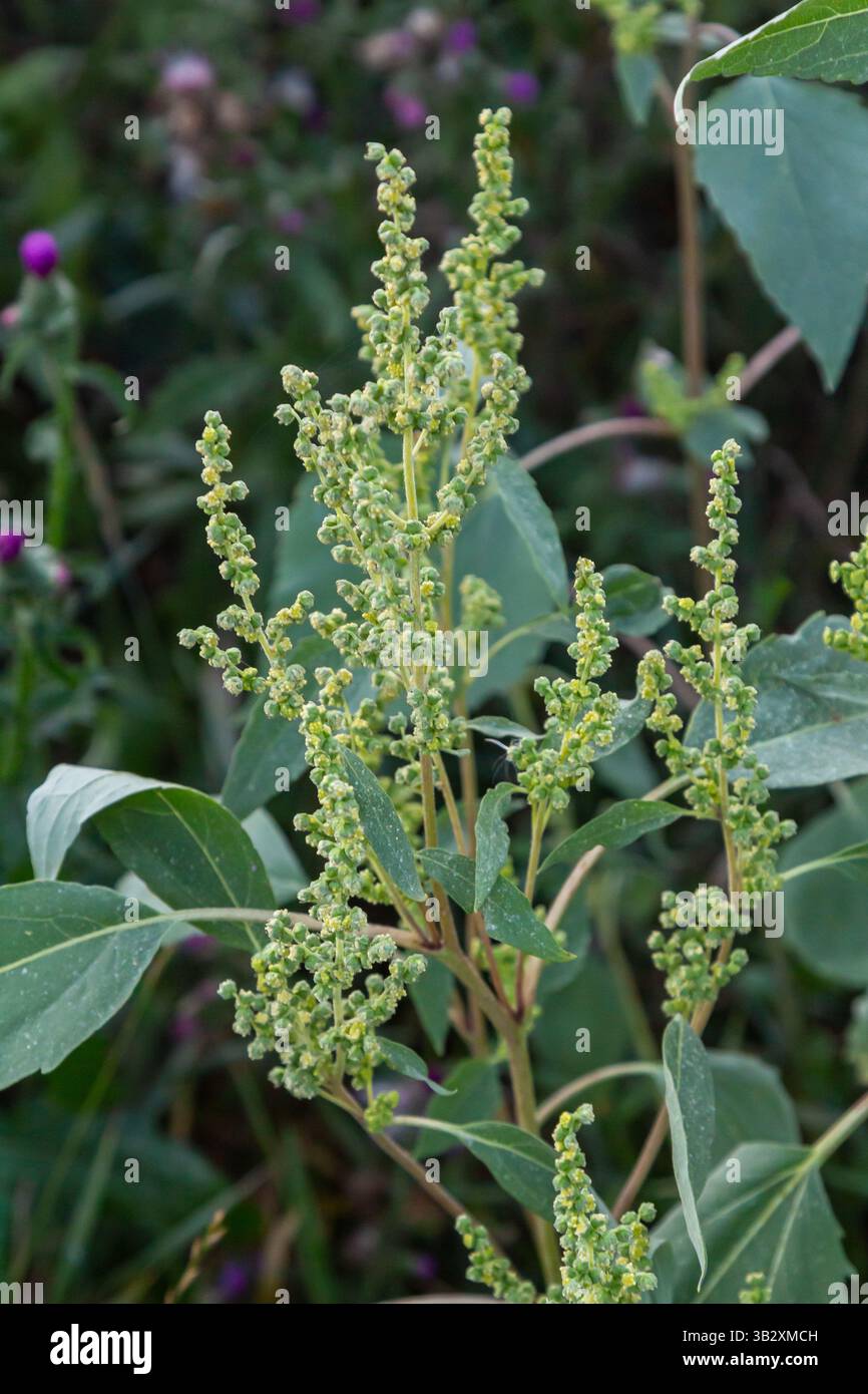 Chenopodium album, edible plant, common names include lamb's quarters ...