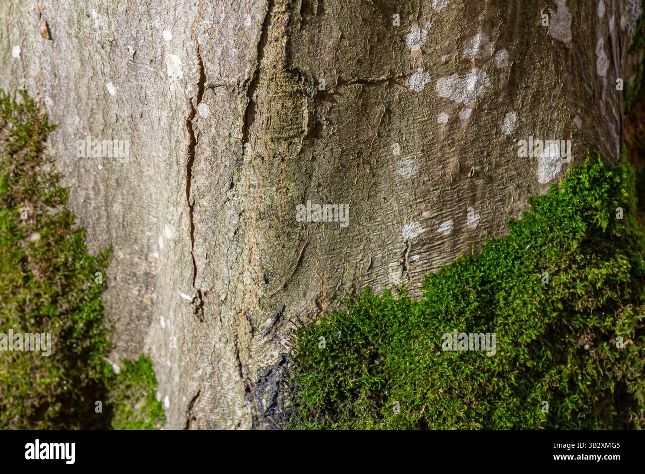 Large moss covered tree hi-res stock photography and images - Alamy
