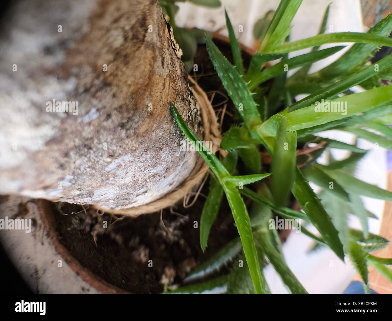 Macro detail of Bromeliad Orthophytum in a potted plant next to a small ...