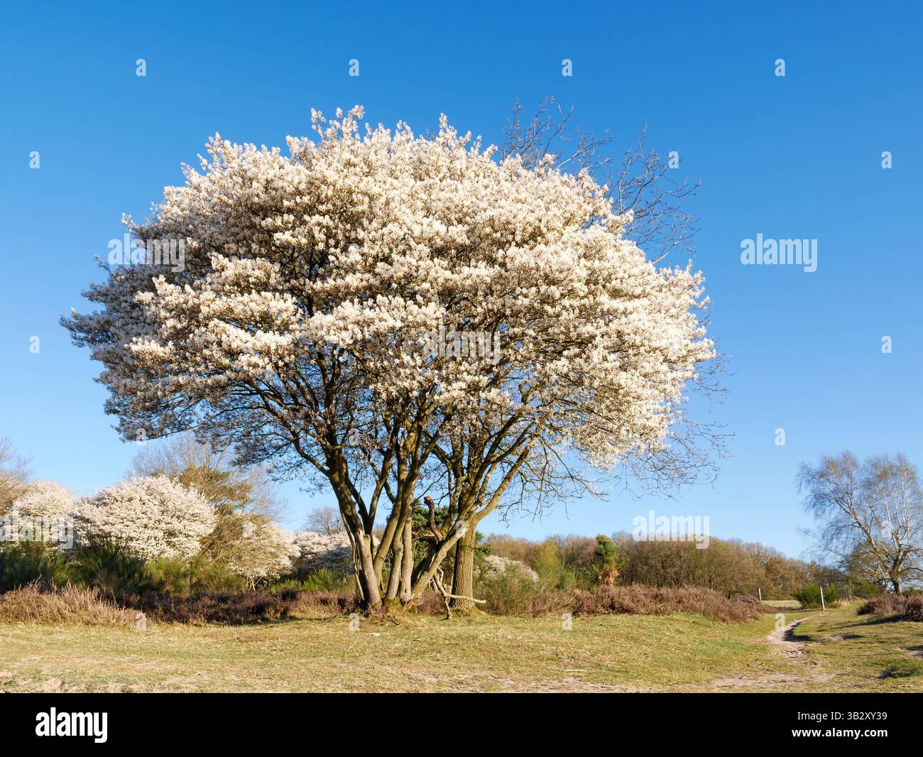 Serviceberry tree, Amelanchier lamarkii, blooming in spring in nature ...