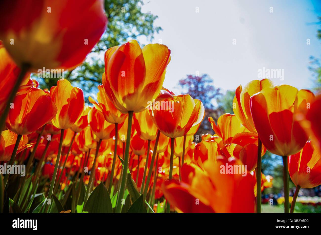 A view of orange tulips from below. Keukenhof is also known as the Garden of Europe, one of the ...