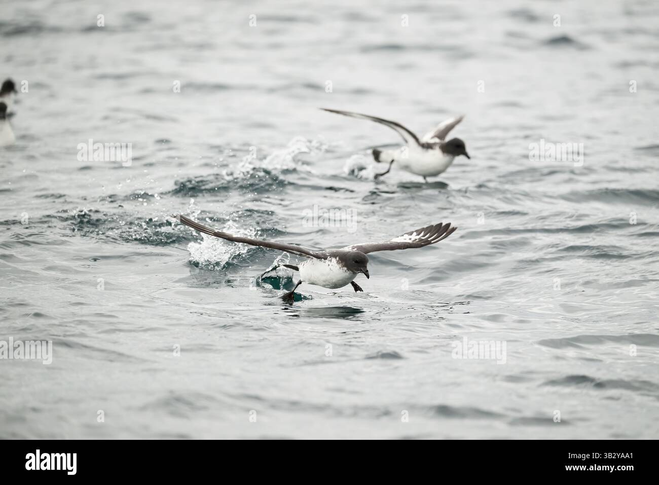 Cape petrels (Daption capense) taking off from the ocean's surface near ...