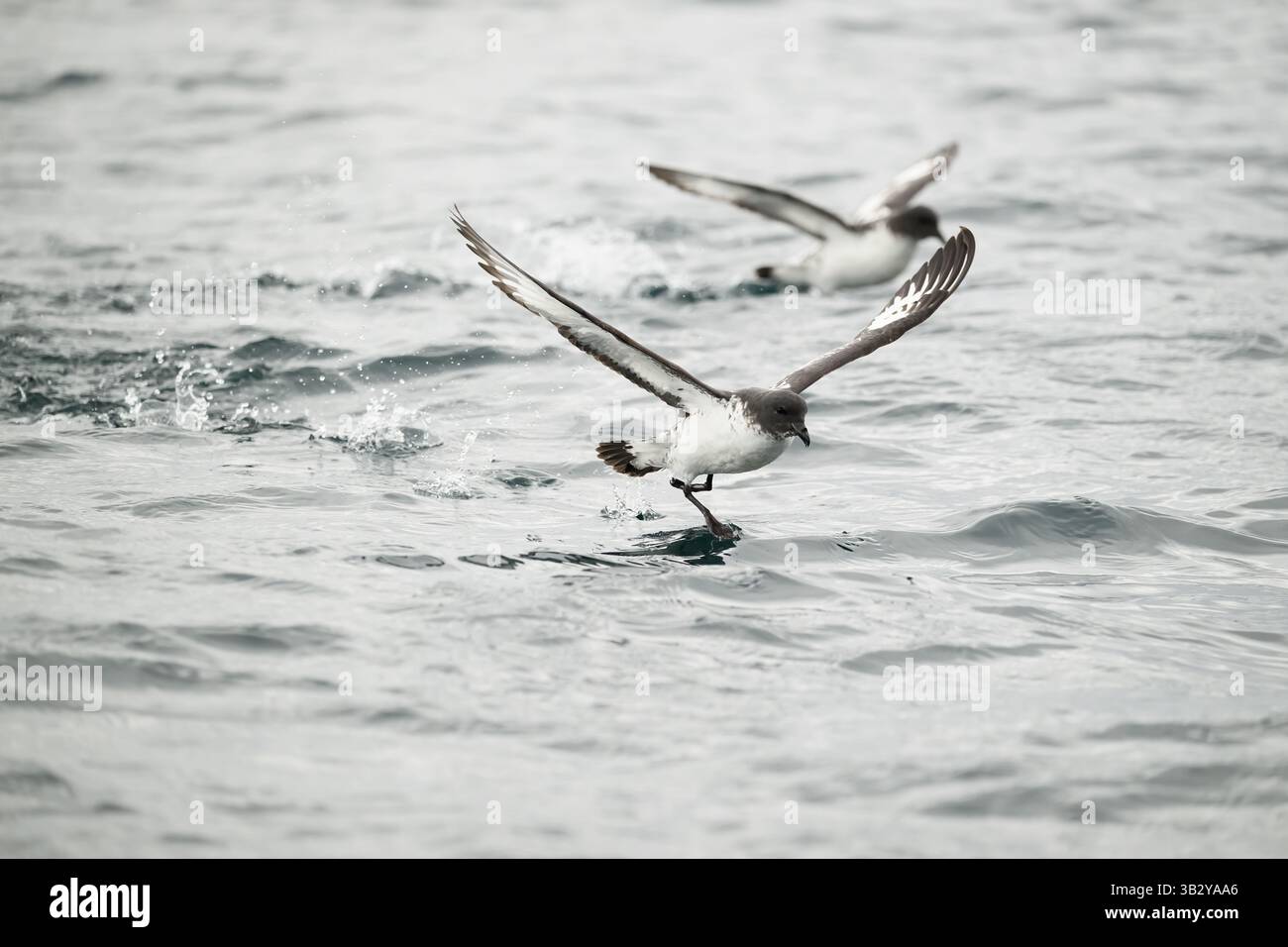 Cape petrels (Daption capense) taking off from the ocean's surface near ...