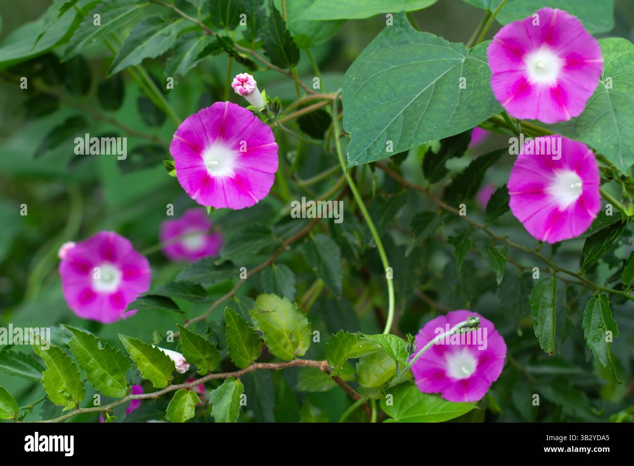 A type of creeper with purple flowers in a close up view Stock Photo ...