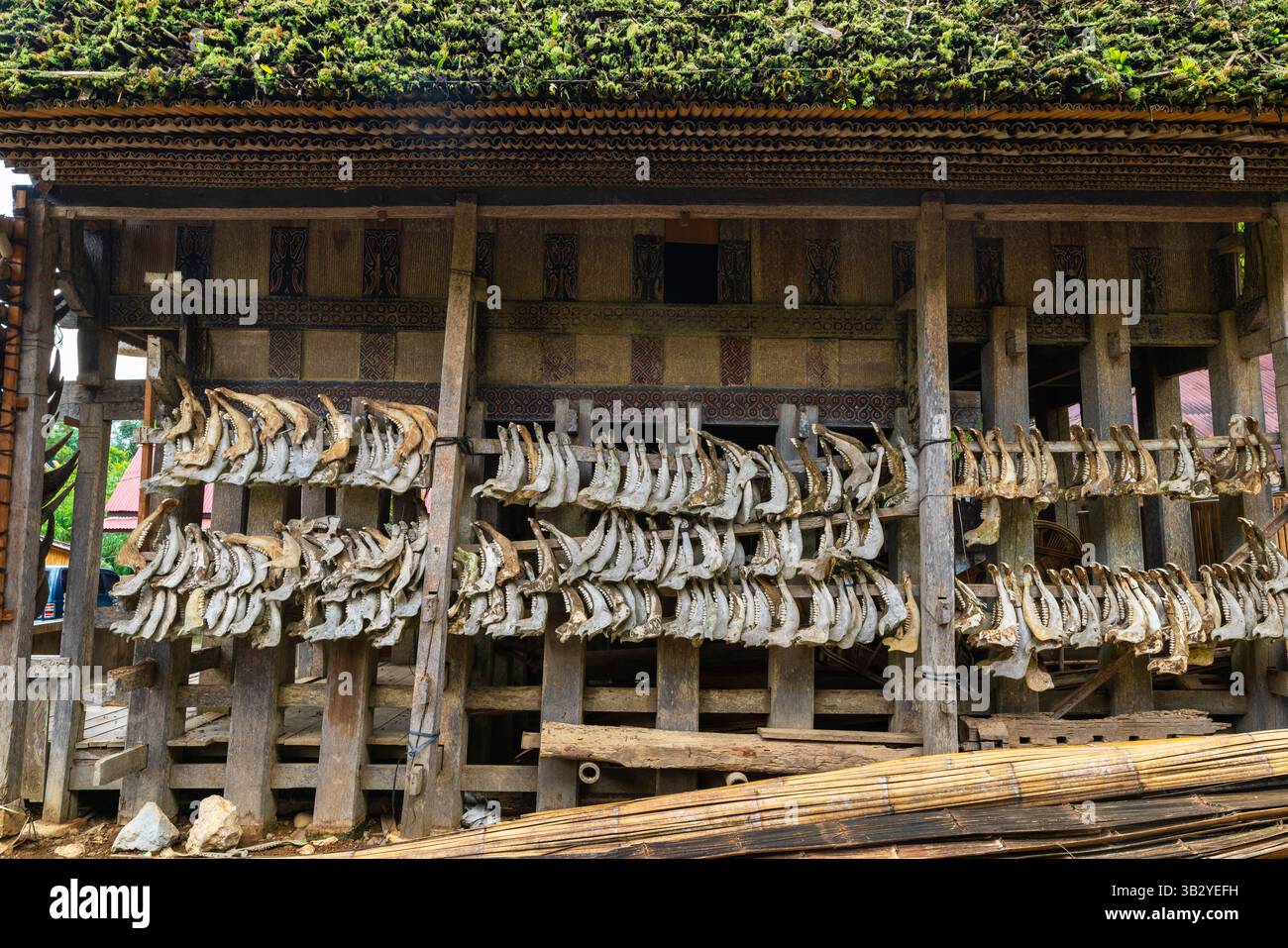 Buffalo jaws hanging on House. The tongkonan traditional house in Ke'te ...
