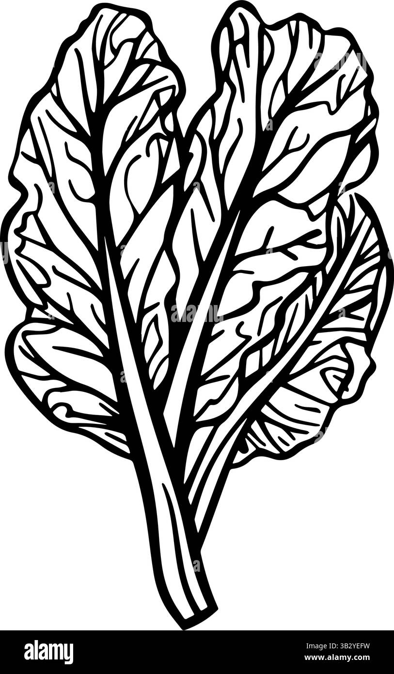 Black and white line art illustration of fresh Swiss chard leaves with ...