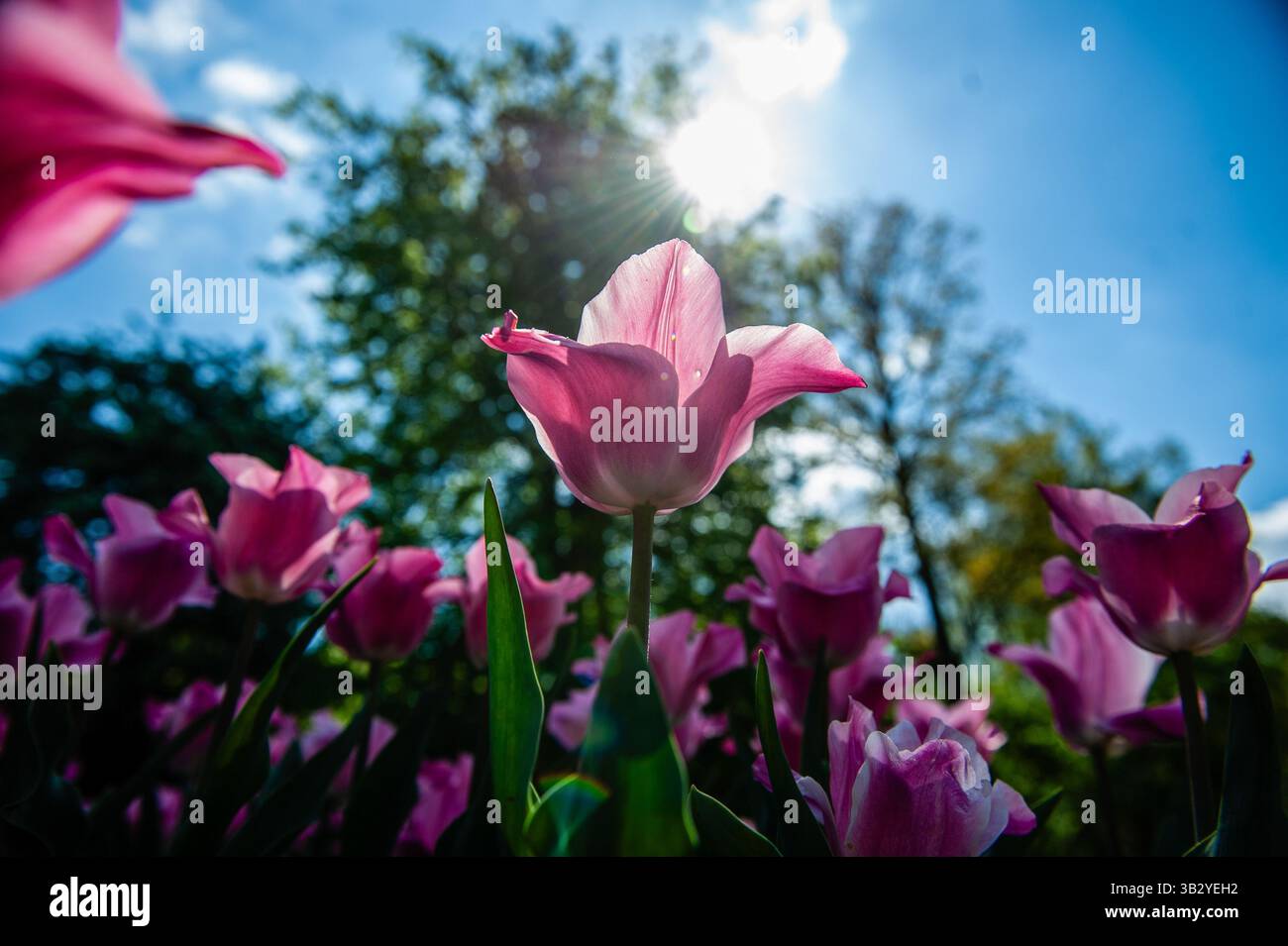 A view of a pink tulip under the sun. Keukenhof is also known as the Garden of Europe, one of ...