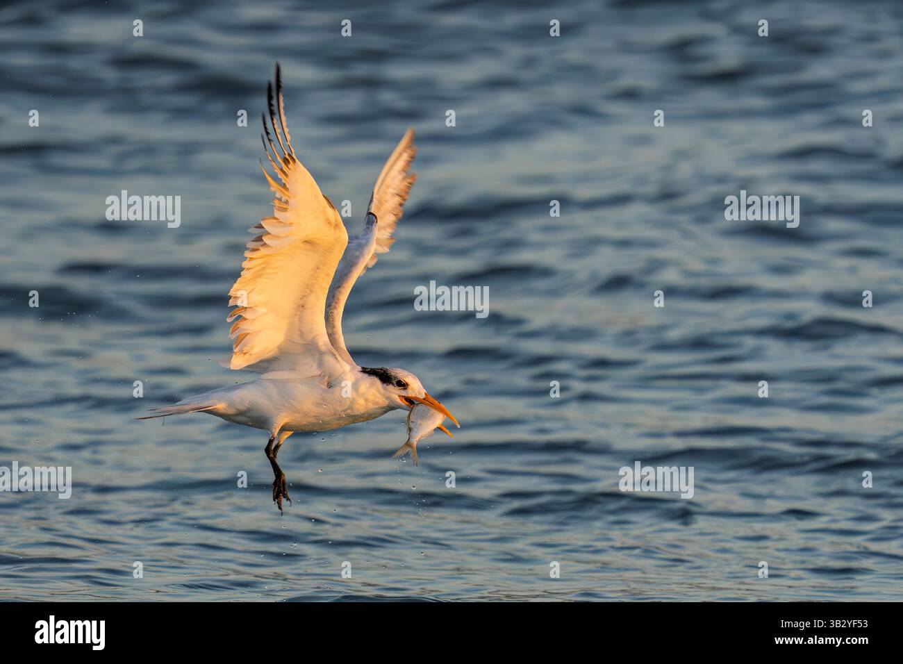 April 28, 2025, Vero Beach, Florida, USA: A tern flies with a fish it ...