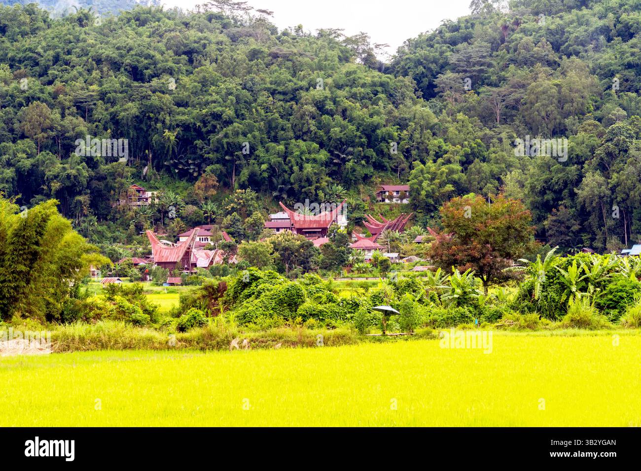 The tongkonan houses in Tana Toraja landscape. The tongkonan at Ke'te ...