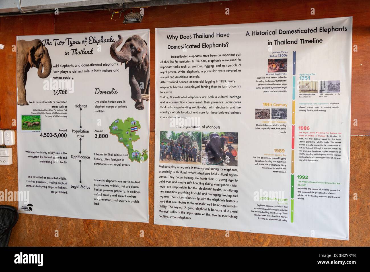 Maerim elephant hi-res stock photography and images - Alamy