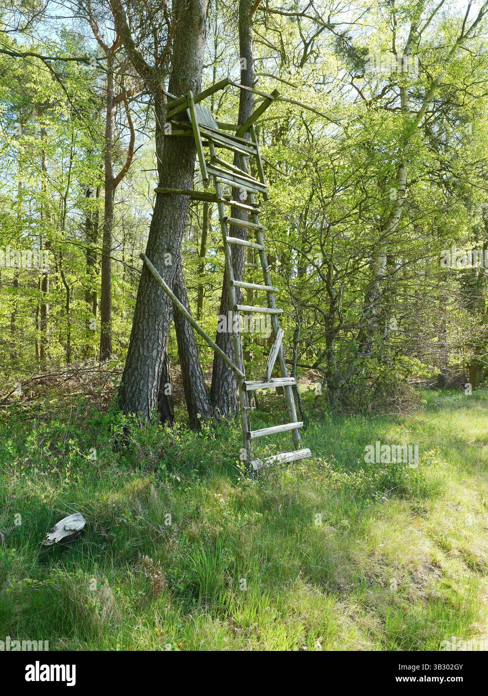 Huntingstand hi-res stock photography and images - Alamy