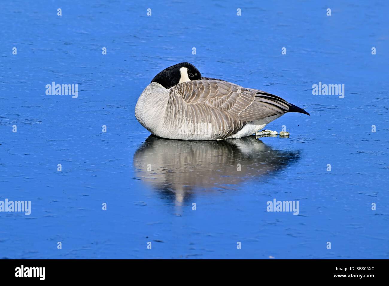 Goose sleeping on frozen water hi-res stock photography and images - Alamy
