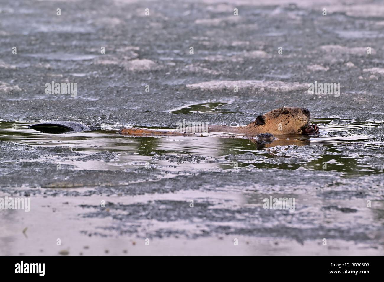 An adult Canadian Beaver "Castor canadensis", floating in an open spot ...