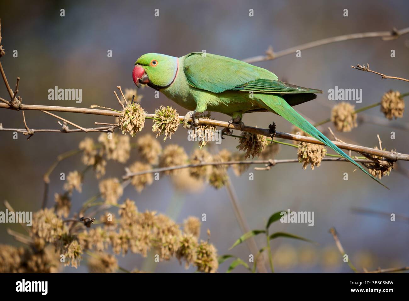 Indian rose-ringed parakeet (Psittacula krameri manillensis), Tadoba ...